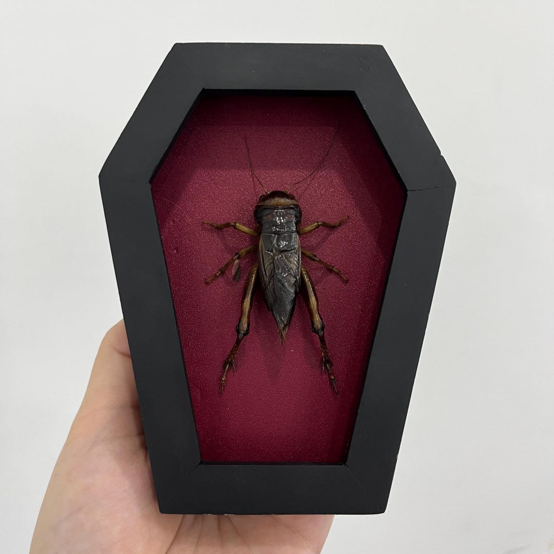 Real Cricket Framed Coffin Shadow Box Insect Bug Preserved Odd Home ...
