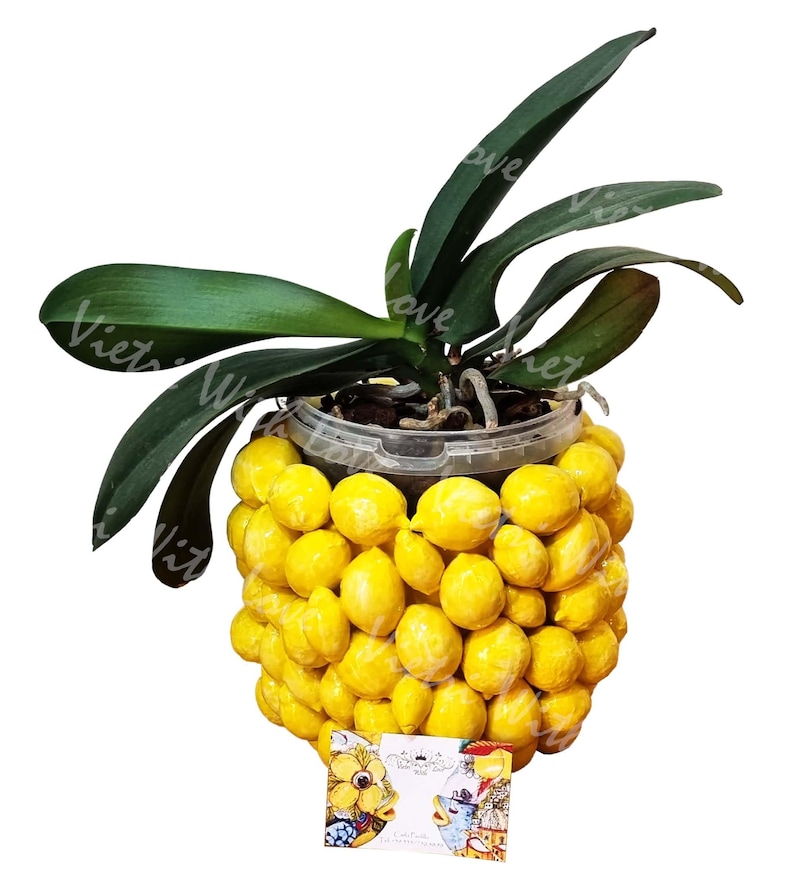 Positano Amalficoast Planter Holder Vase Cache-pot Handmade Made in ...