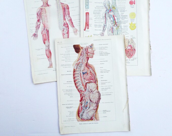 3 Antique French Anatomy Pages, Illustrated Skeleton and Muscles, 1924 ...