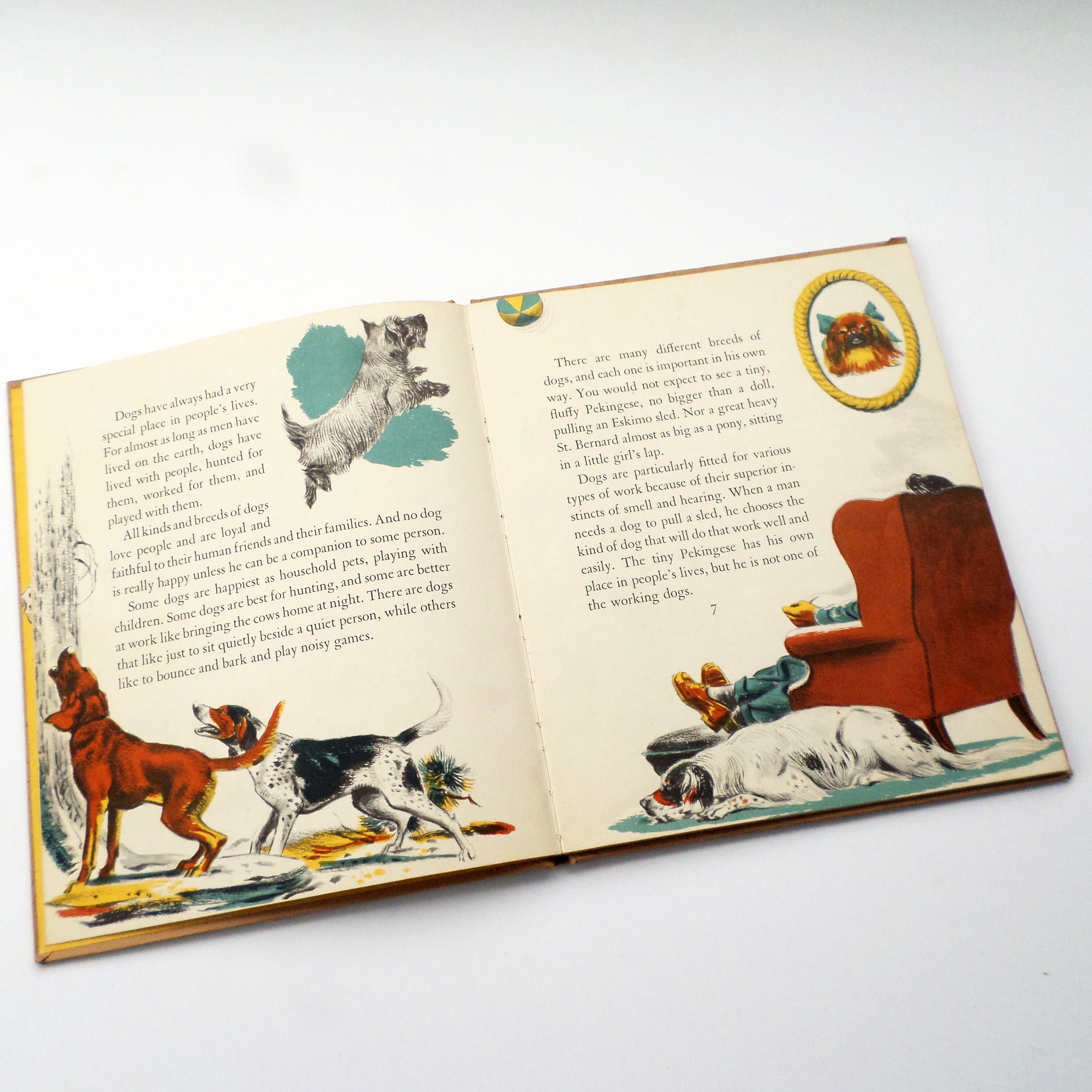 Vintage the First Book of Dogs, 1949 Illustrated Dog Book for Kids, - Etsy
