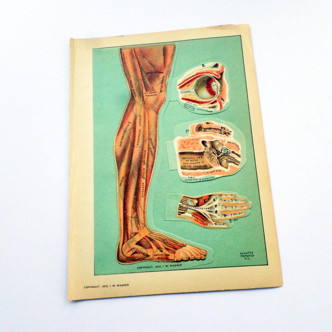 Vintage Medical Anatomy Overlay Book Page of Human Leg, Eye, Ear, Hand ...