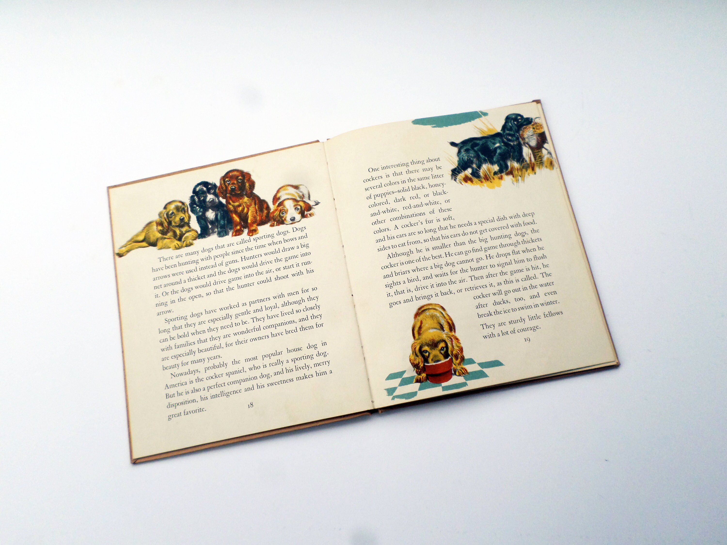 Vintage the First Book of Dogs, 1949 Illustrated Dog Book for Kids, - Etsy