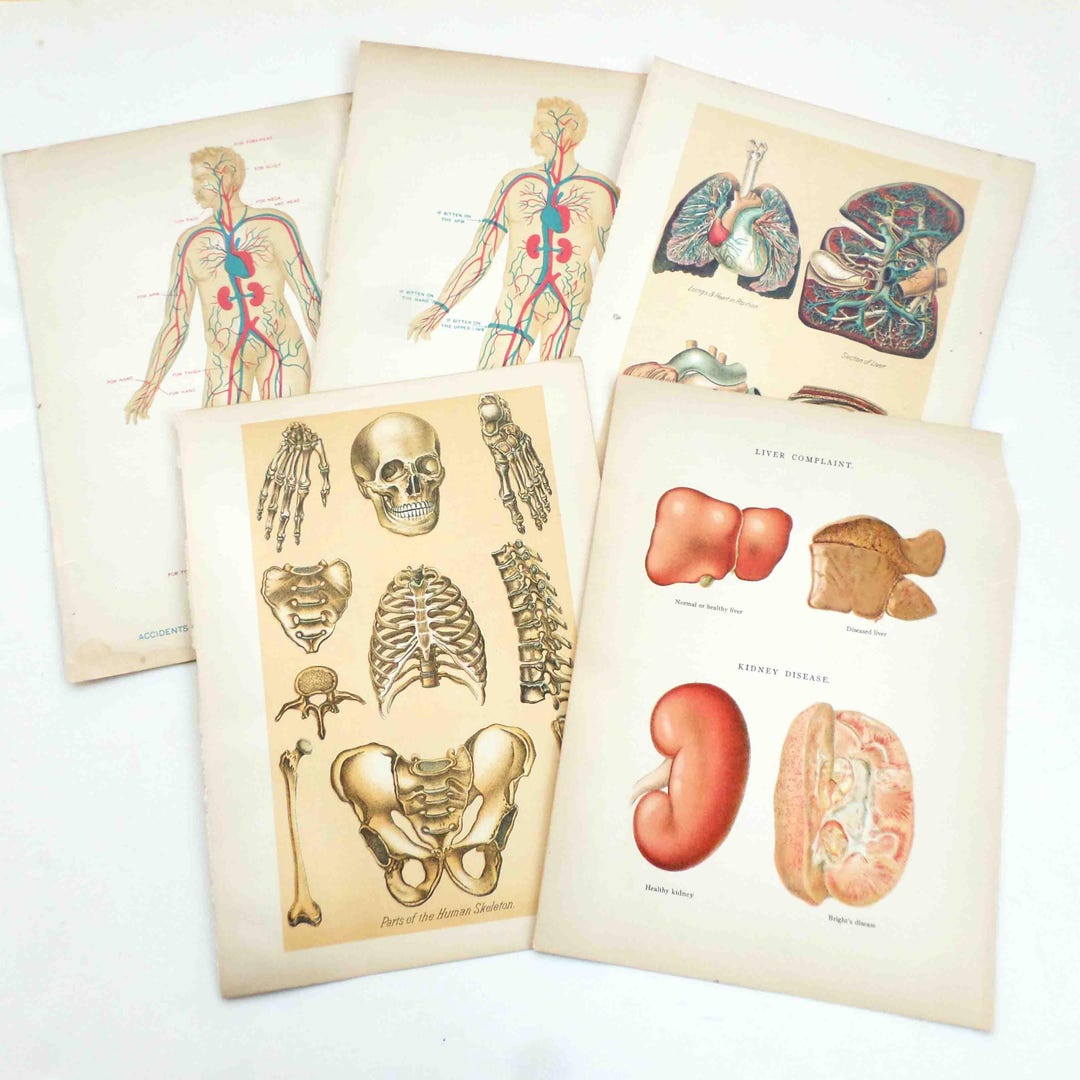 5 Vintage Anatomy Pages, Colored Skeleton and Organs Illustrations ...