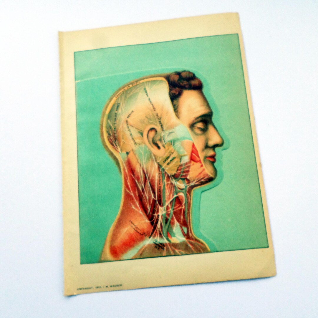Vintage Medical Anatomy Overlay Book Page of Human Head, Nerves, Brain ...