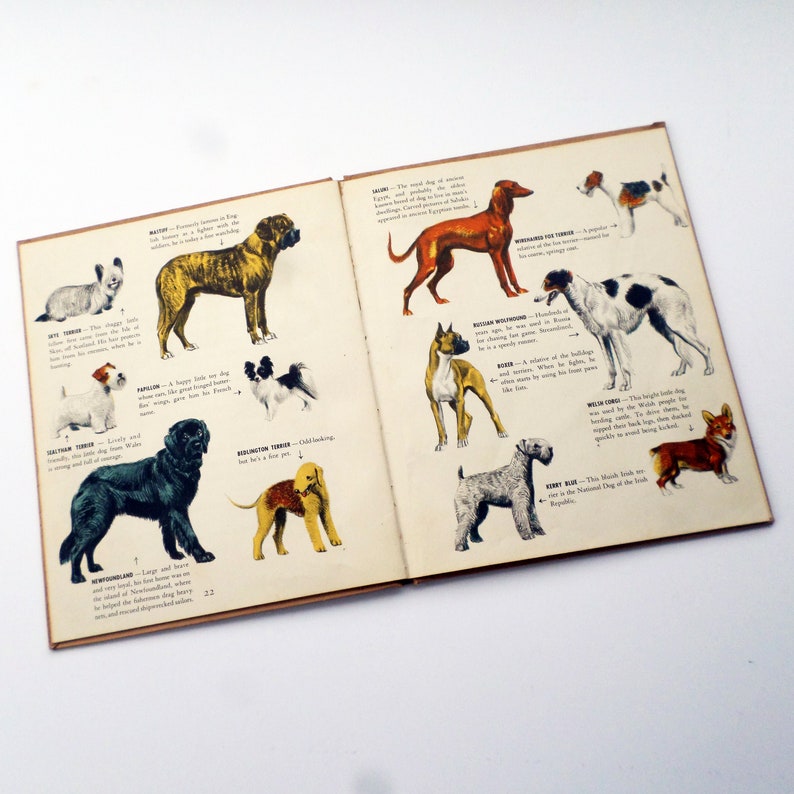 Vintage the First Book of Dogs, 1949 Illustrated Dog Book for Kids, - Etsy