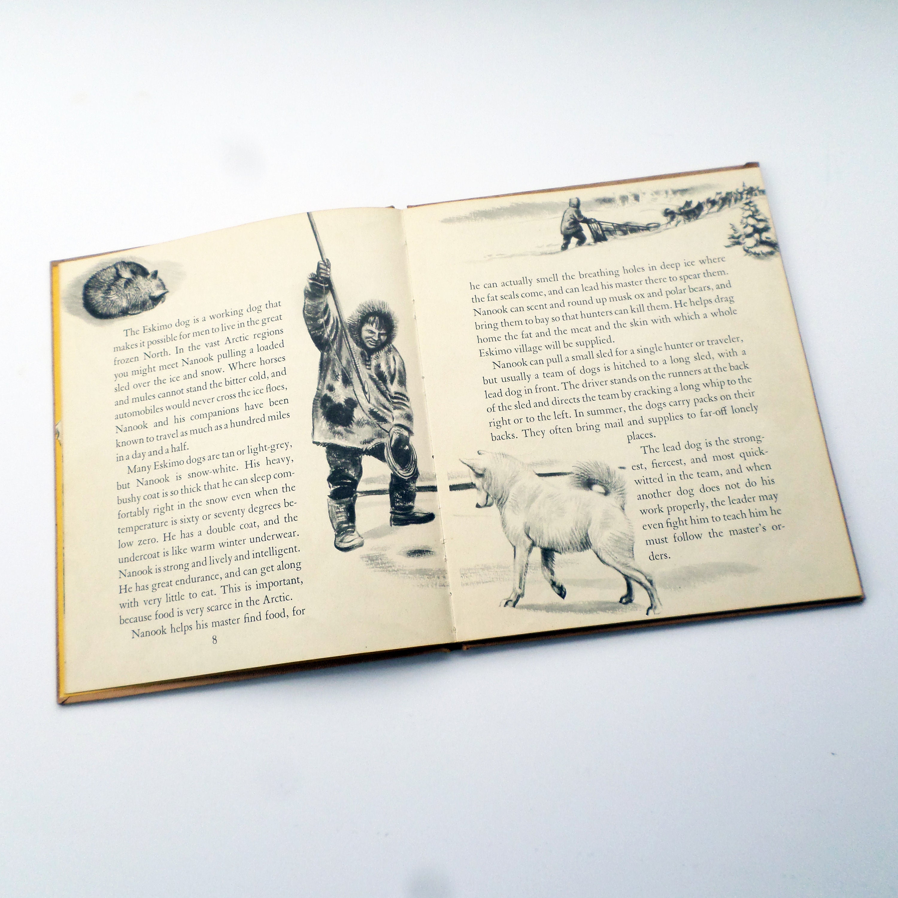 Vintage the First Book of Dogs, 1949 Illustrated Dog Book for Kids, - Etsy