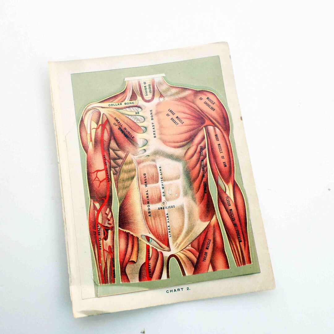 Vintage Medical Anatomy Overlay Book Page of Human Torso, Muscles ...
