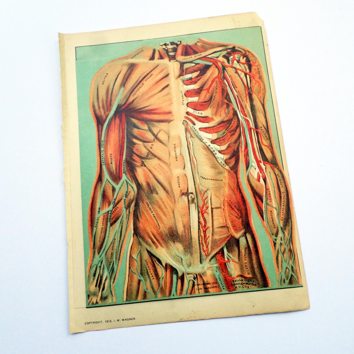 Vintage Medical Anatomy Overlay Book Page of Human Torso, Muscles ...