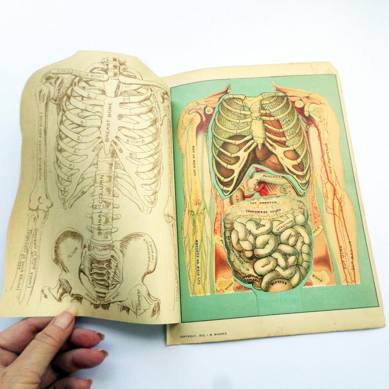 Vintage Medical Anatomy Overlay Book Page of Human Torso, Muscles ...