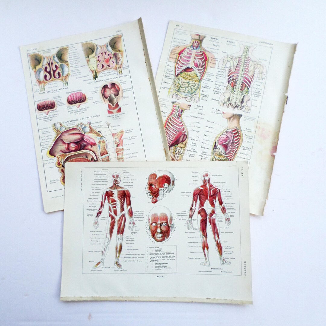 3 Antique French Anatomy Pages, Illustrated Skeleton and Muscles, 1924 ...