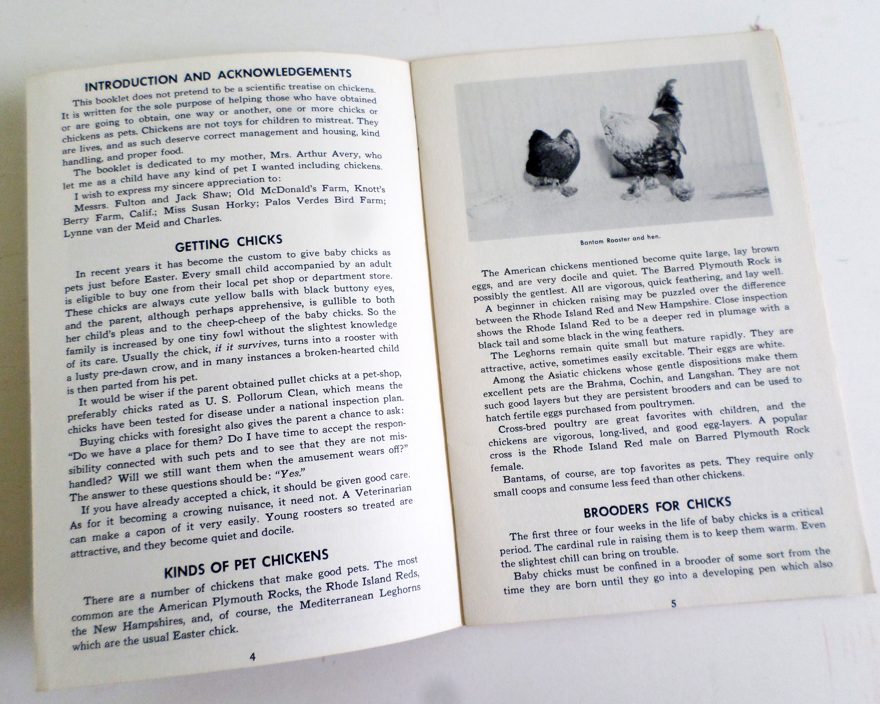 Vintage chicks as Pets Booklet 1950s Chicken - Etsy