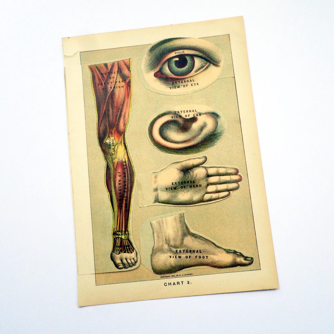 Vintage Medical Anatomy Overlay Book Page of Human Leg, Eye, Ear, Hand ...