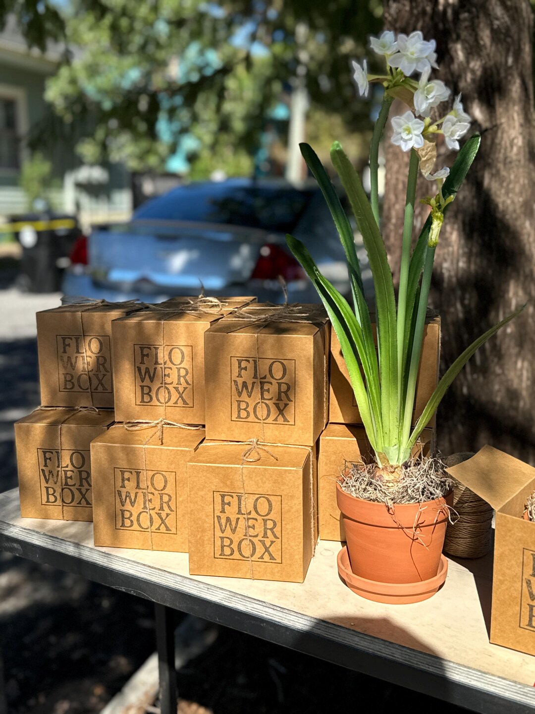 Paperwhite Kit in a Terracotta Planter - Etsy