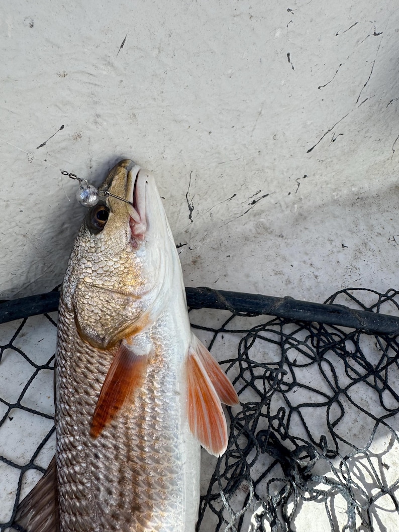 Back Bay Baller - Live Bait Jigheads - Etsy