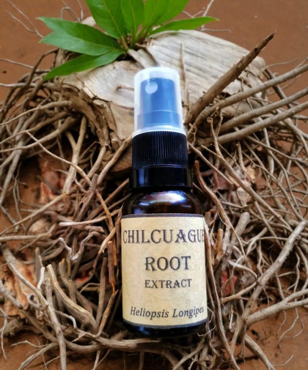 Spray de raiz dourada Chilcuague, extrato botânico mexicano colhido na ...