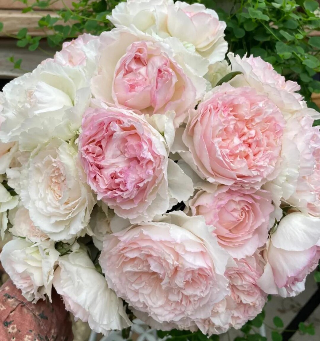 M-perzik | Live 1 Gallon Own Root Rose | Japanese Style - Etsy