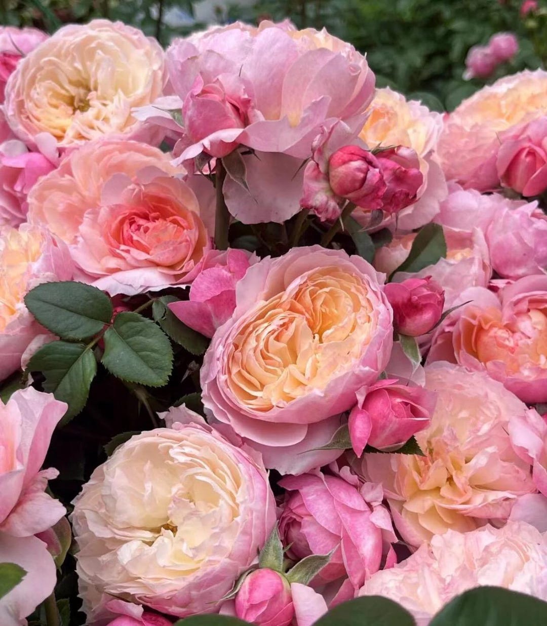 Yingying Fen | Live 1 Gallon Own Root Rose | Chinese Style - Etsy