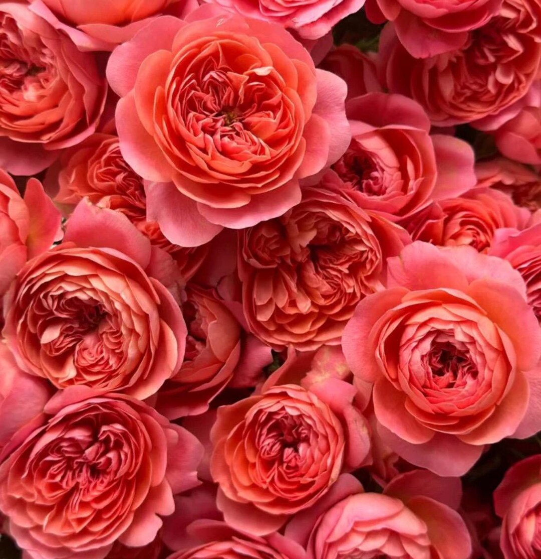 Red Juicy Terrazza | Live 1 Gallon Own Root Rose | Florist Style - Etsy