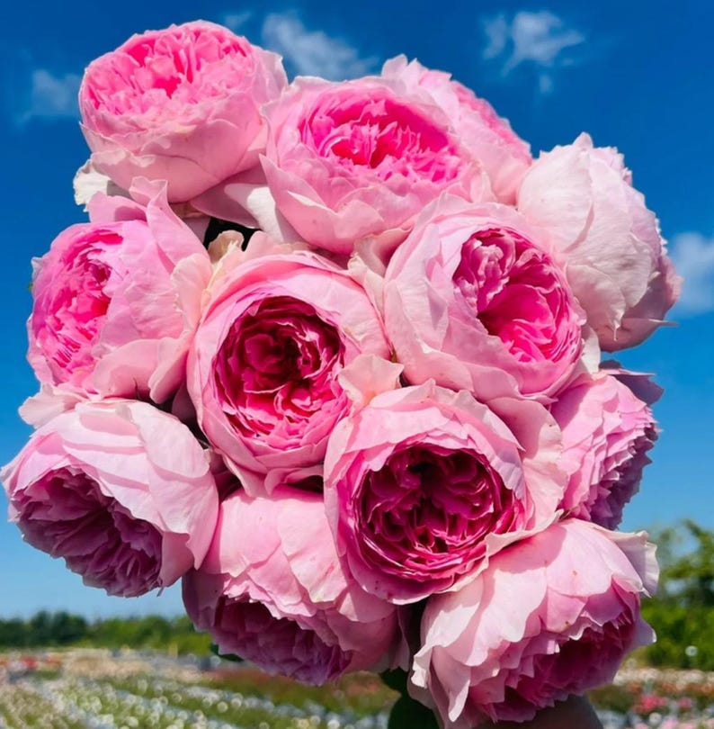 Jade Ringing | Live 1 Gallon Own Root Rose | Chinese Style - Etsy