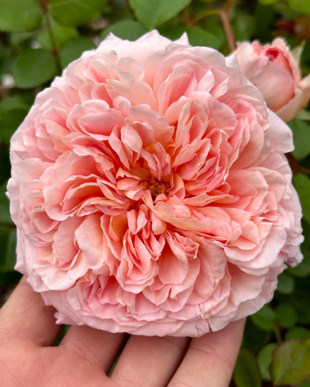 Auscot | Live 1 Gallon Rose Plant | English Style Roses - Etsy