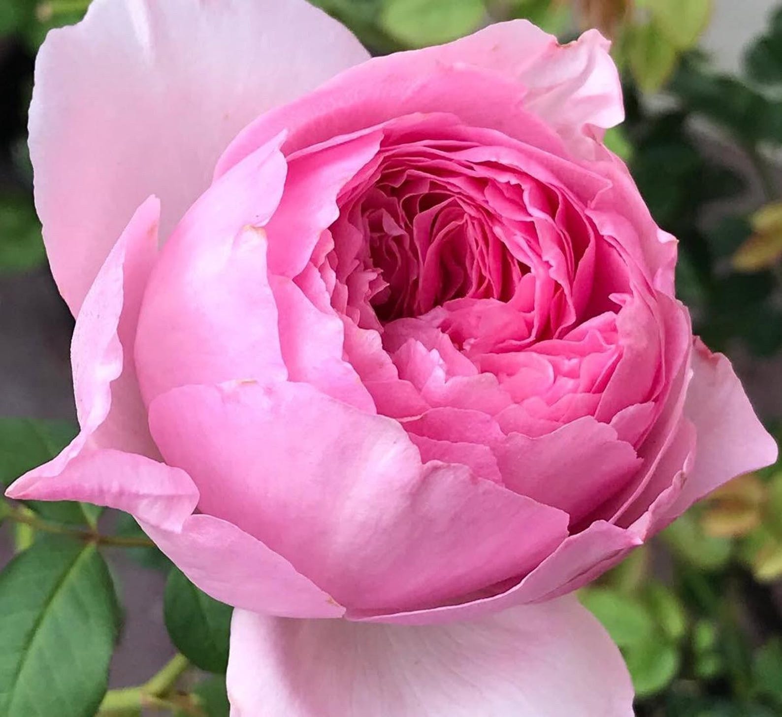 Jade Ringing | Live 1 Gallon Own Root Rose | Chinese Style - Etsy