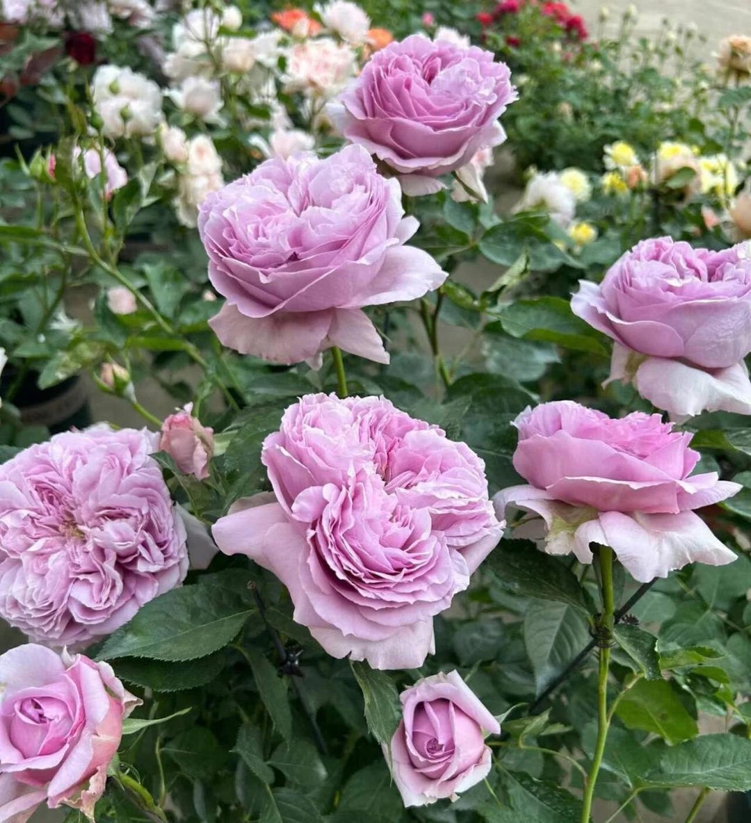 Repartil | Live 1 Gallon Own Root Rose | Japanese Style - Etsy