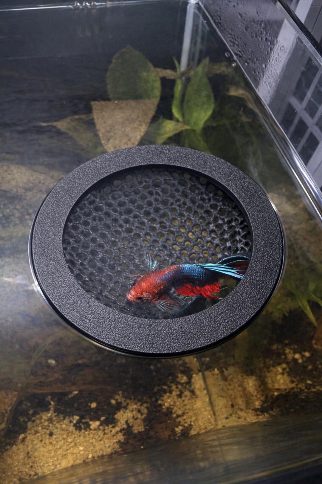Floating Betta Dome | Aquarium Hideout & Feeding Ring - Etsy