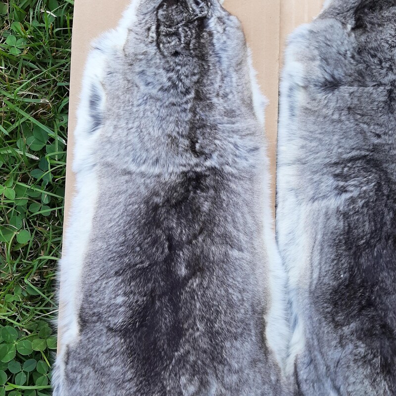 Chinchilla Costume - Etsy