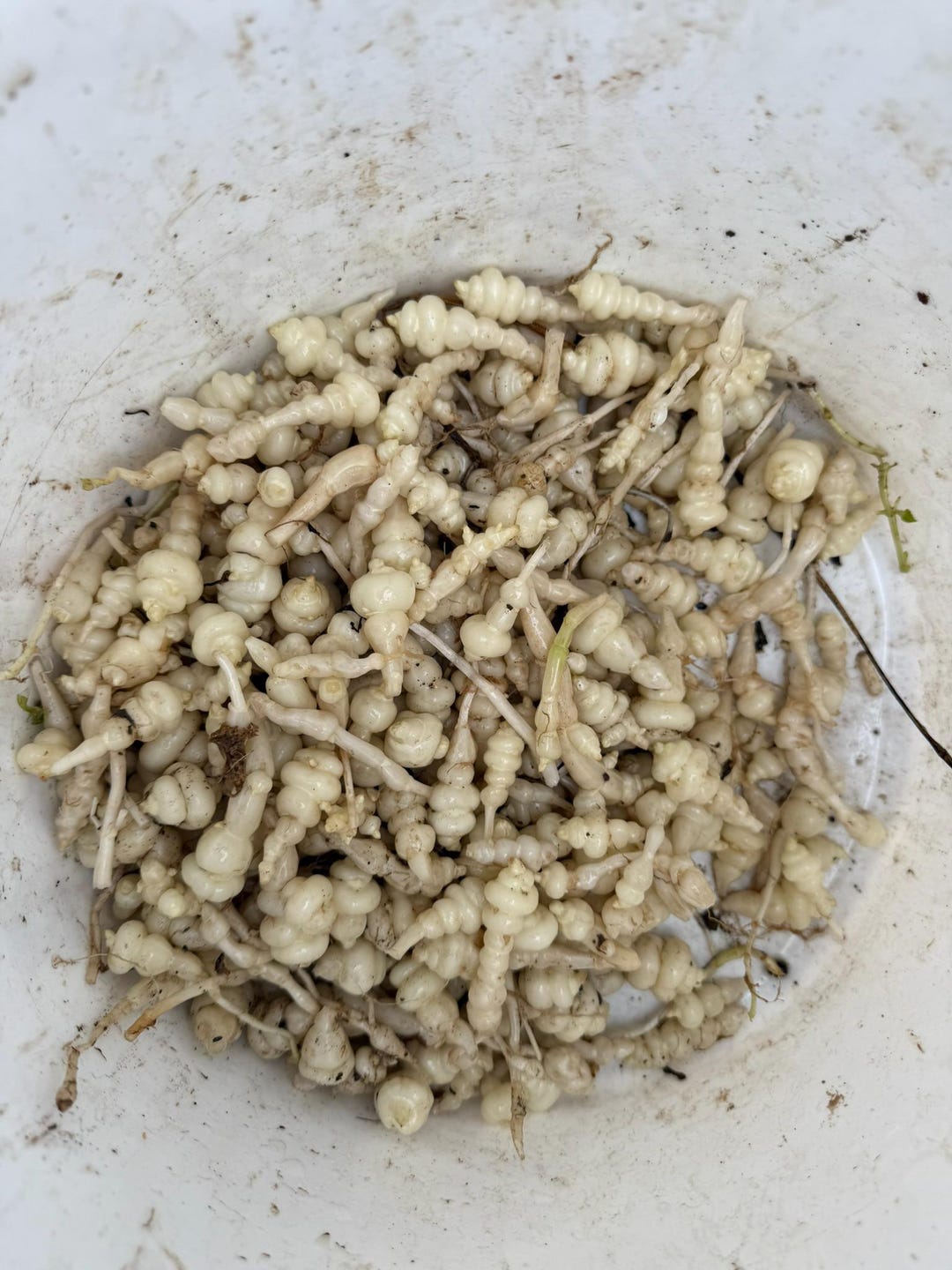 Starchys Affinis - Chinese Artichoke - Crosnes 10 Tubers for Planting ...