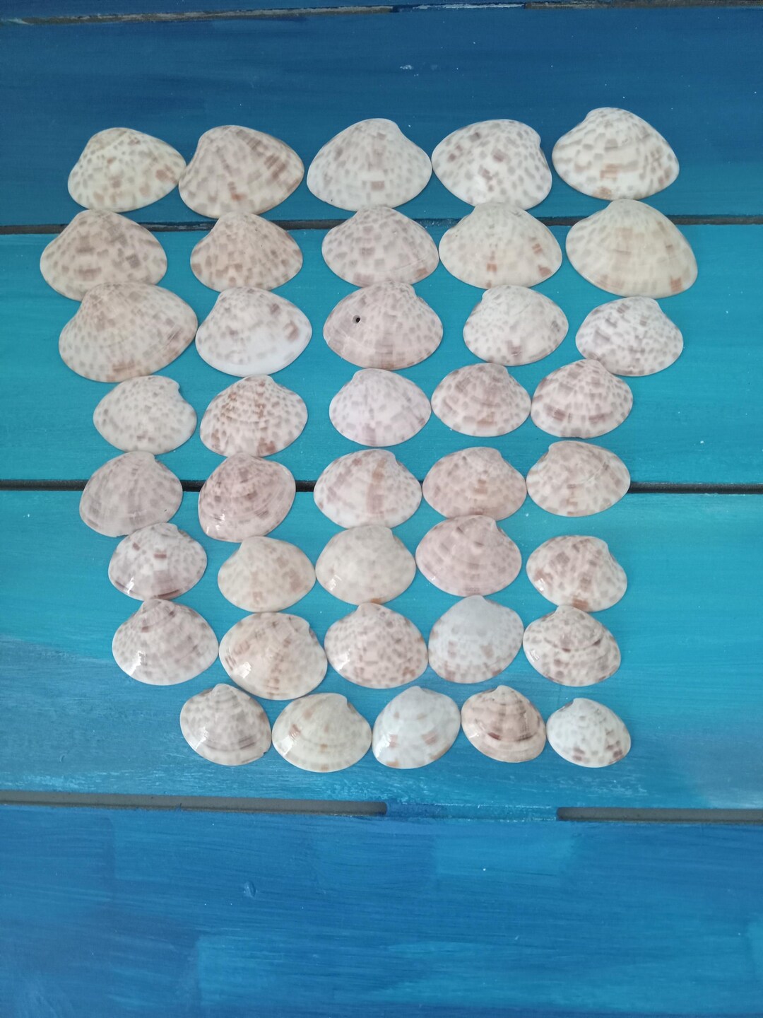 40 Piece Small Calico Clam Shells From Southwest Florida .75" to 1.5 ...