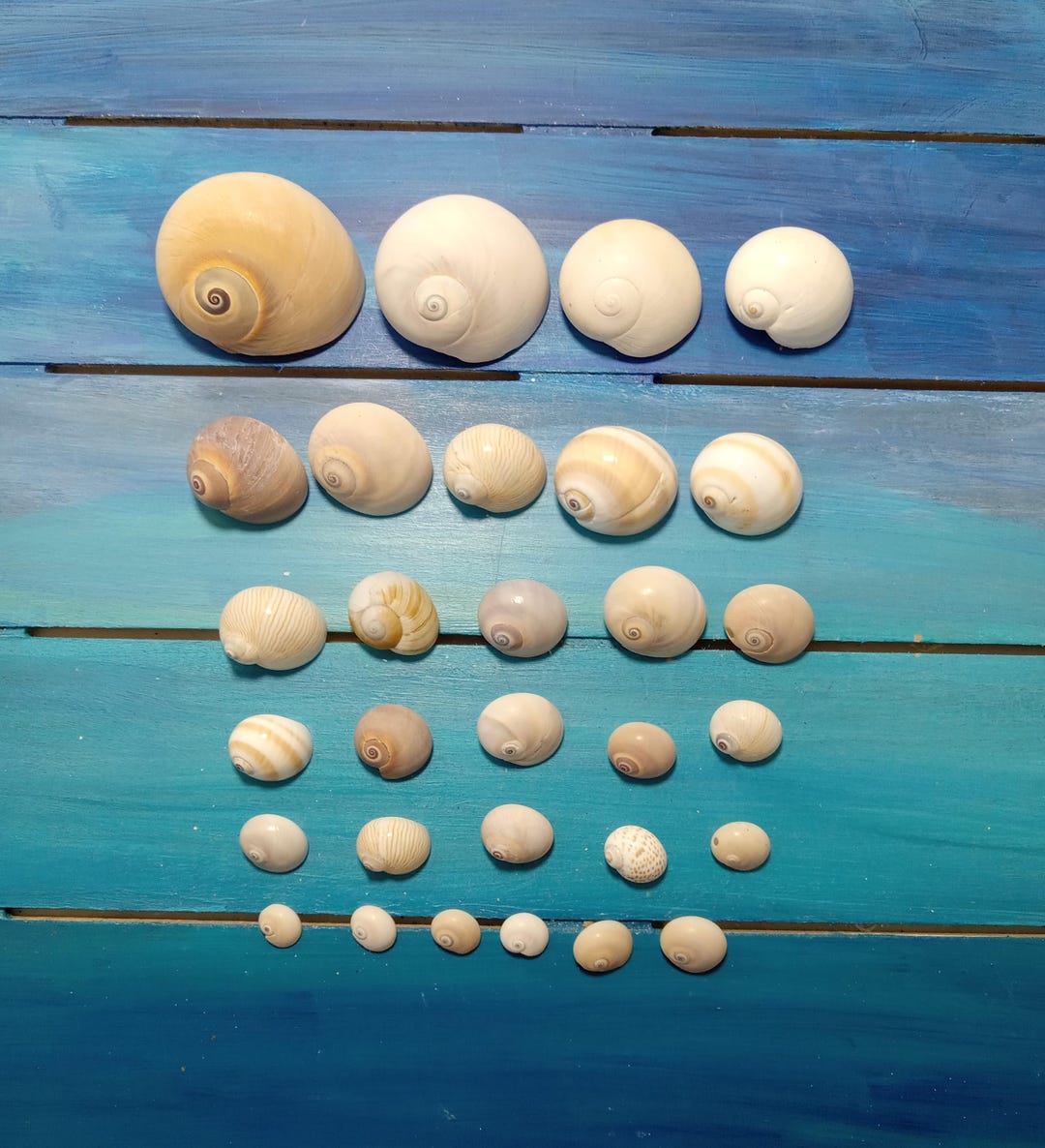 30 Shark Eye Snail Shells Seashells (5" -2.25") - Etsy