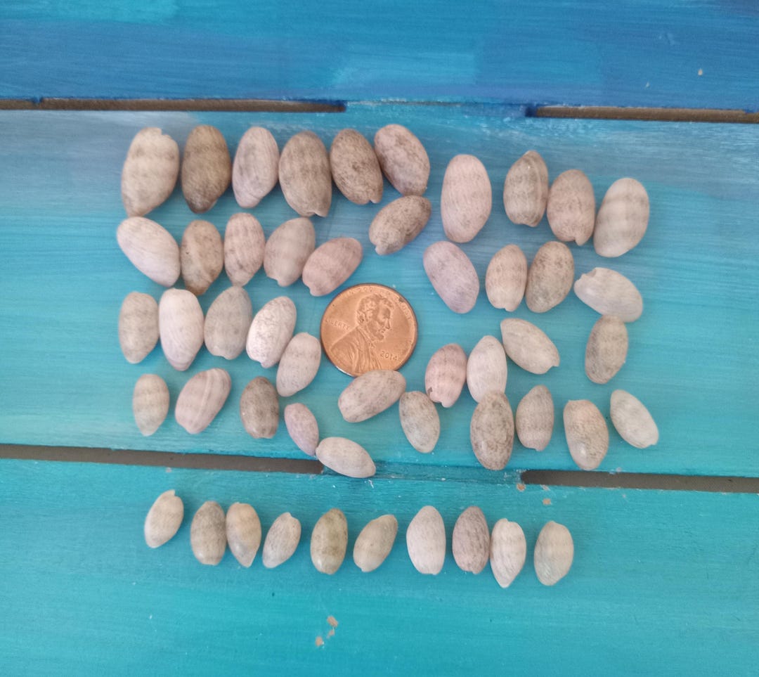 50 Florida Bubble Shells Mixed Colors for Crafts, Decor, Collection ...
