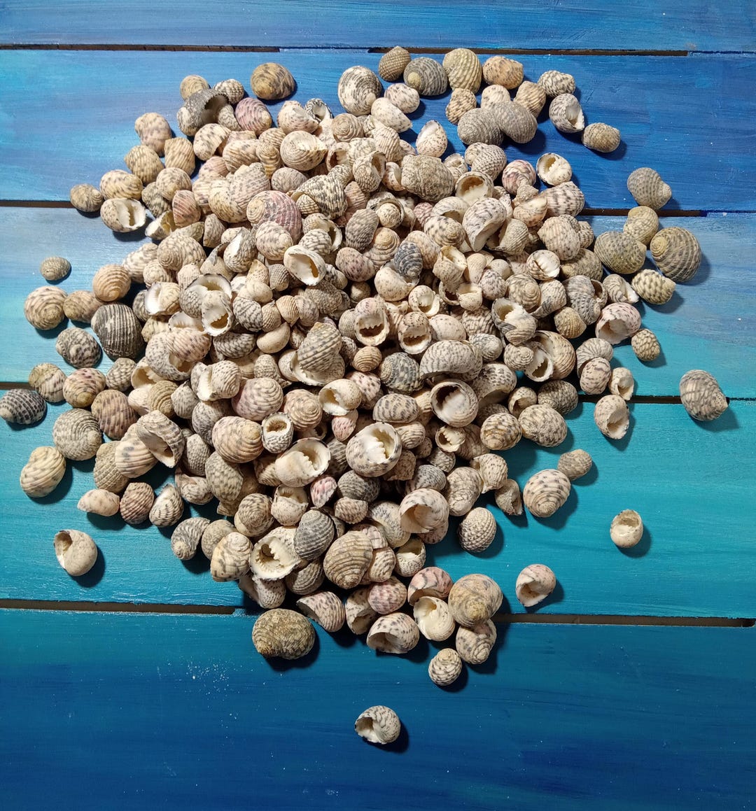 50 Assorted Nerite Shells - Etsy