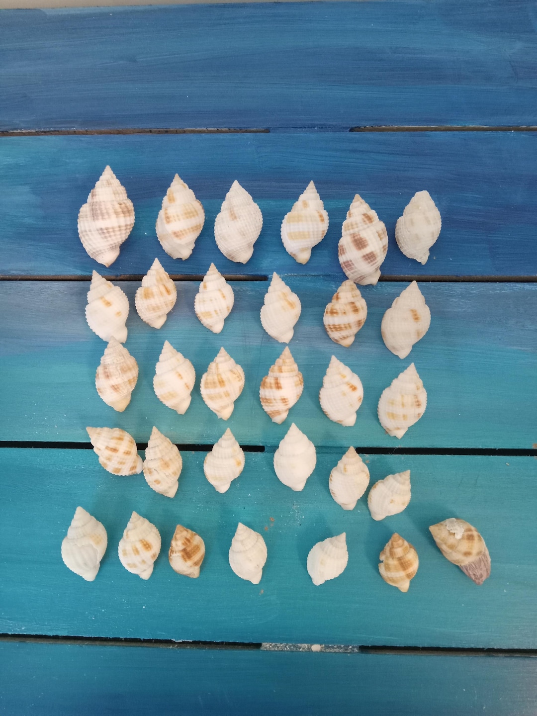 30 Common Nutmeg Seashell Shells 1.75" to .75" From Southwest Florida ...