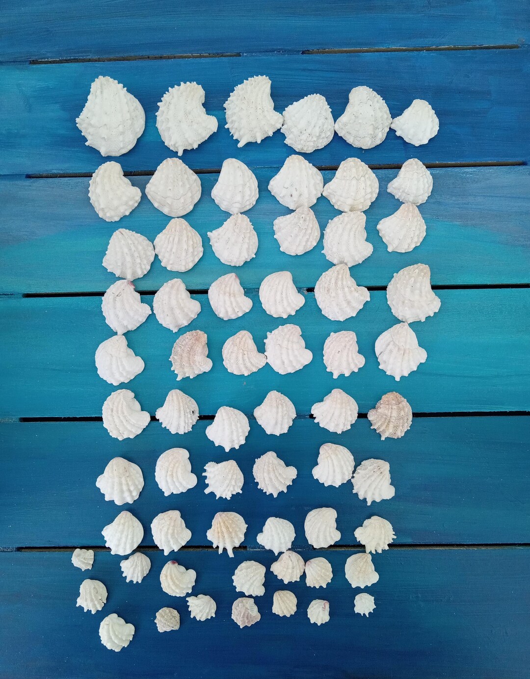 63 Spiny Jewel Box Shells Seashells Florida for Crafts, Decor, Jewelry ...