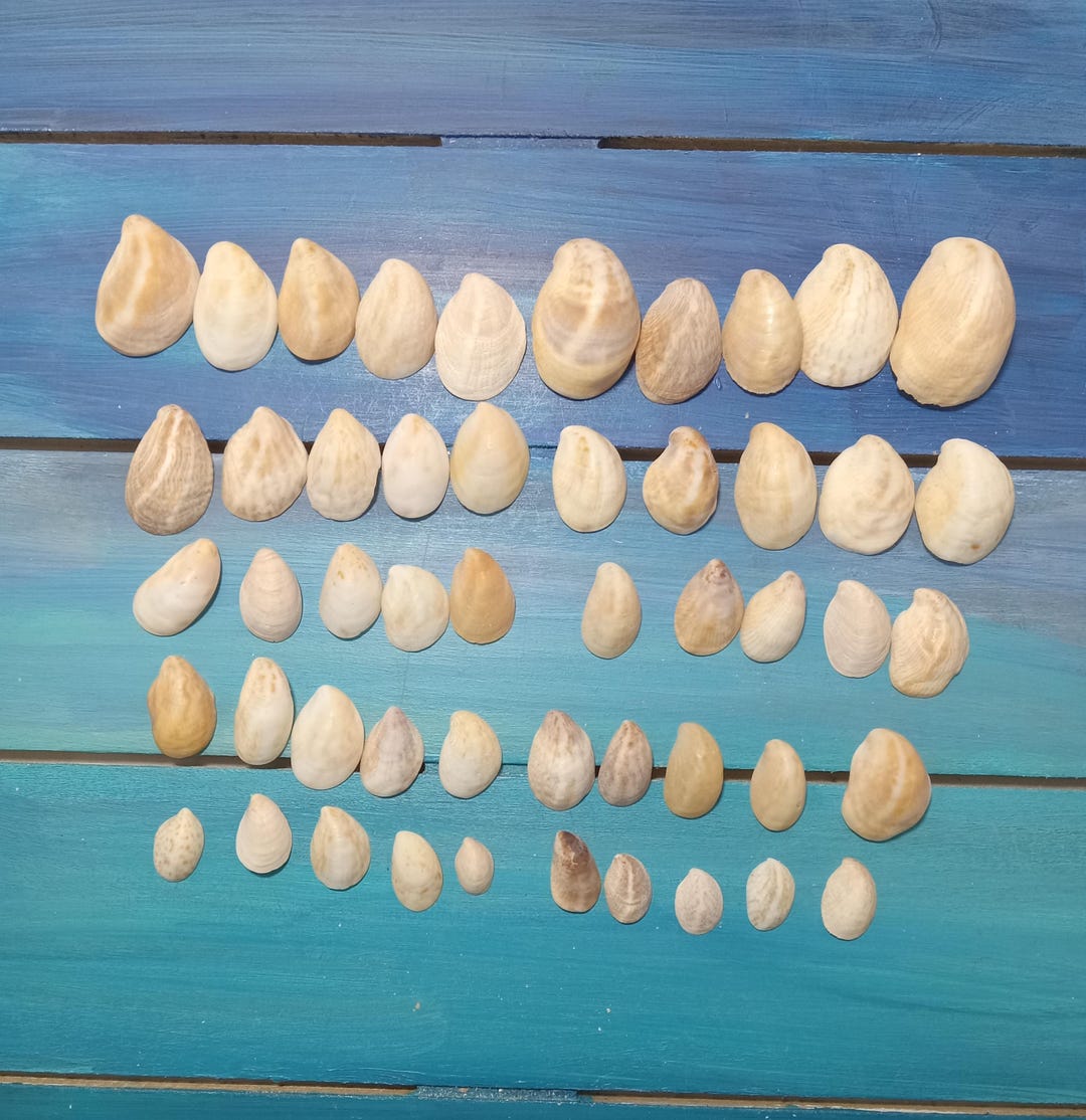 50 Slipper Snail Shells From Southwestern Florida (.5" - 1.5") - Etsy