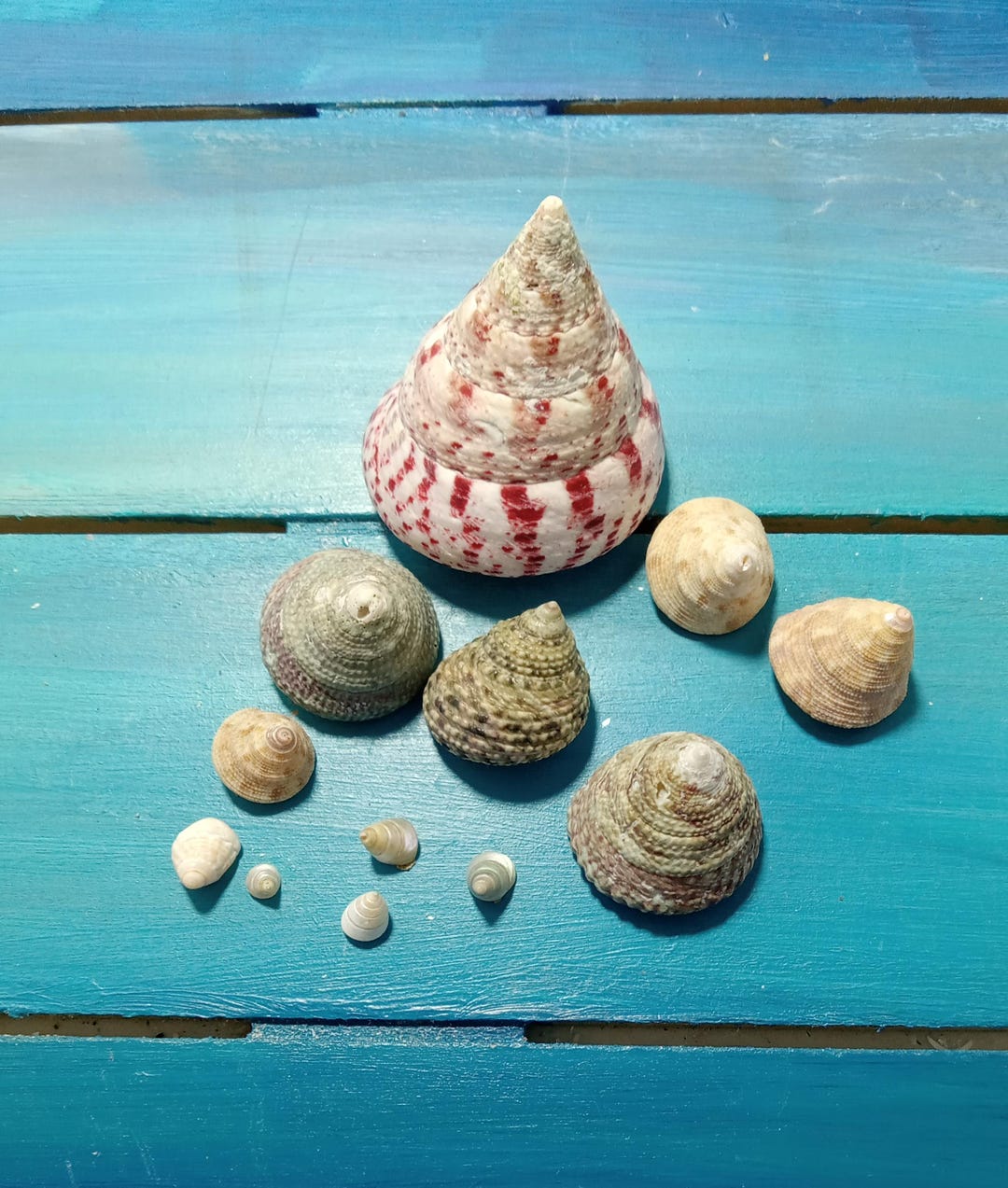 12 Top Snail Shells Seashells Florida Various Sizes 5.7mm - 50mm - Etsy