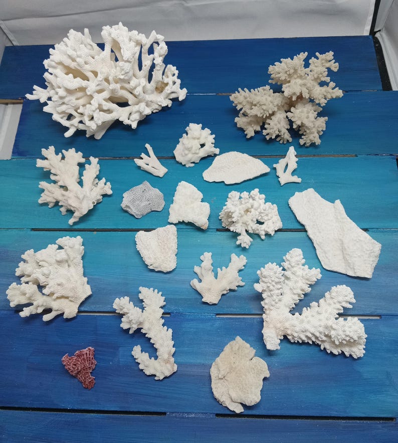 Vintage Collection of Coral From Southwest Florids, Crafts, Aquarium ...