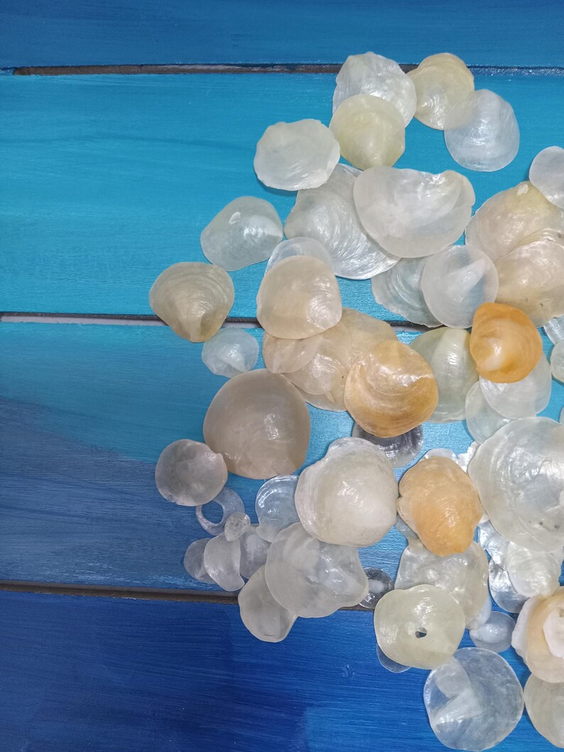 50 Jingle Shells for Crafts, Decor, Florida - Etsy