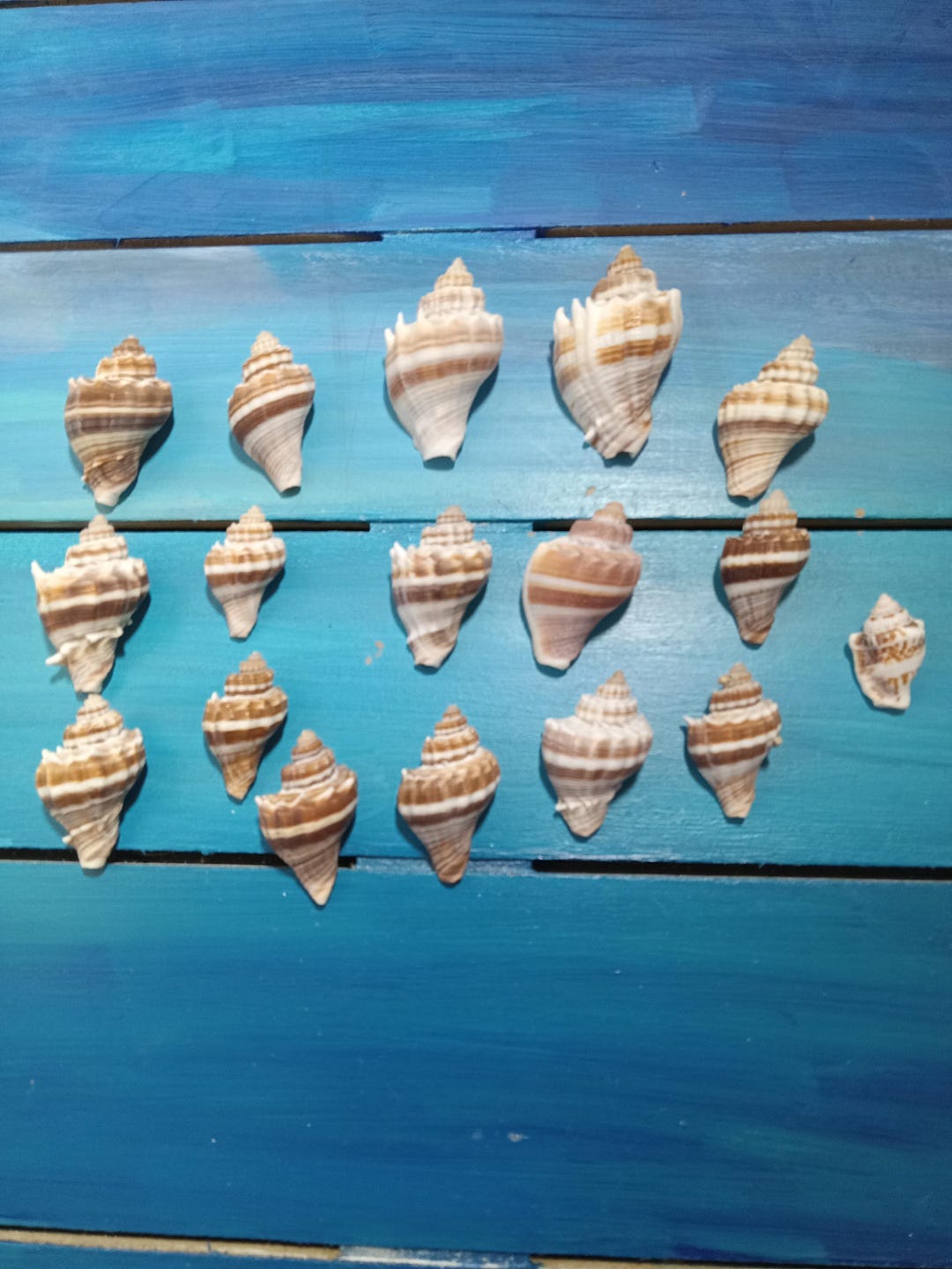 17 King Crown Conch Shells From Florida (melongena Corona) for Crafts ...