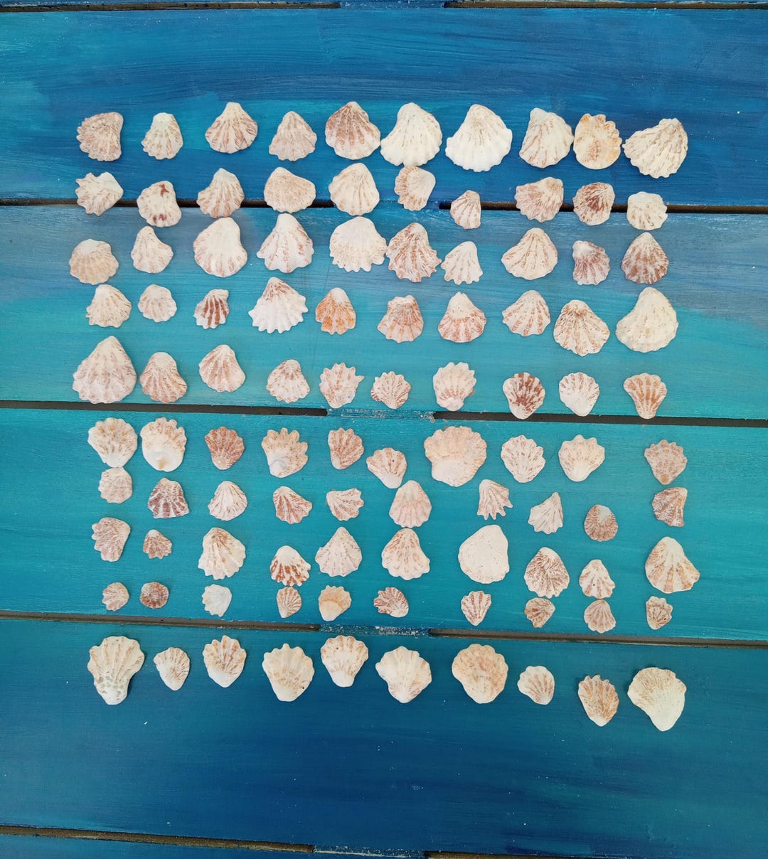 100 Kitten Paw Shells Seashells From Southwest Florida for Crafts ...