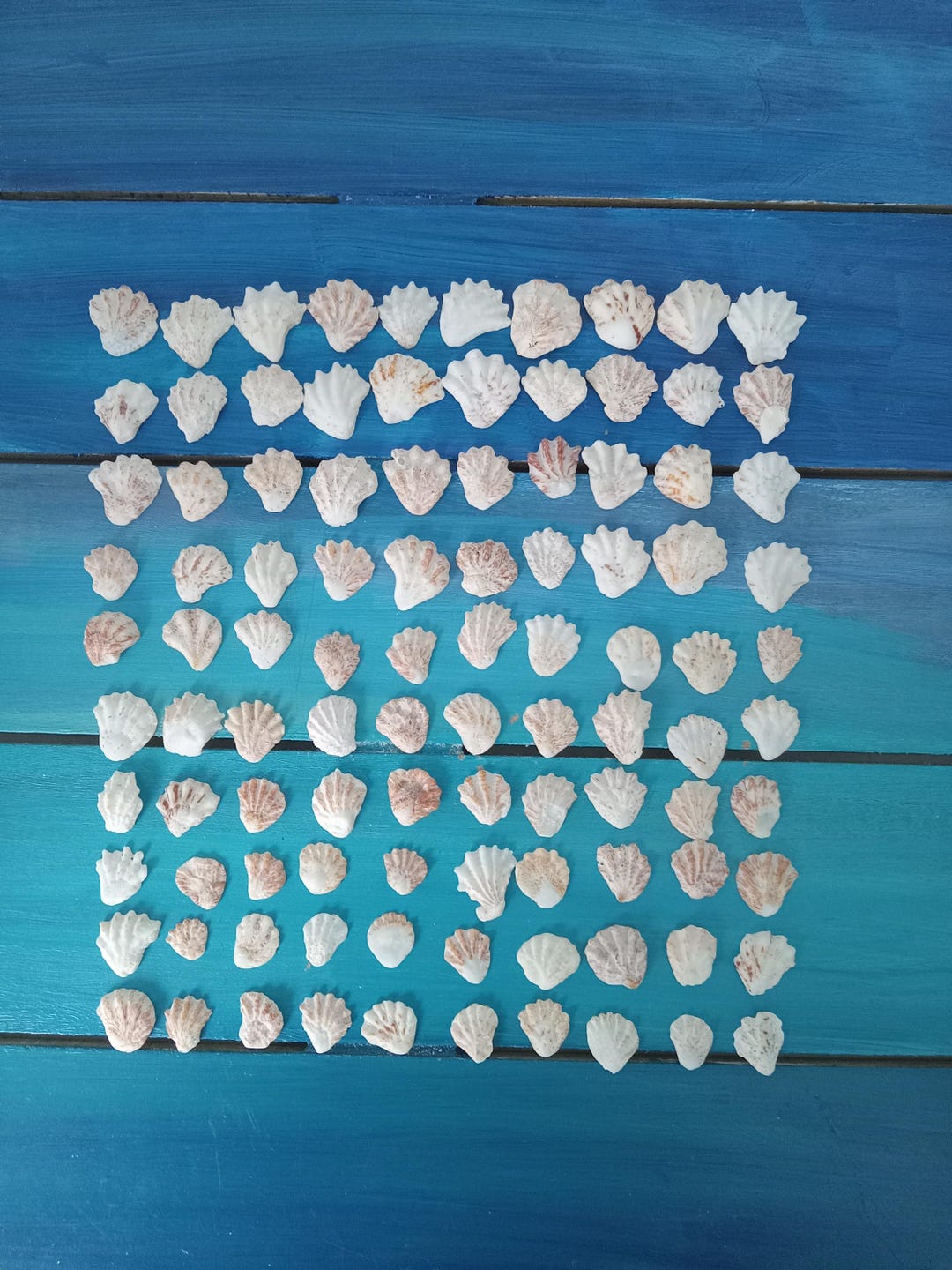100 Kitten Paw Shells Seashells From Southwest Florida for Crafts ...