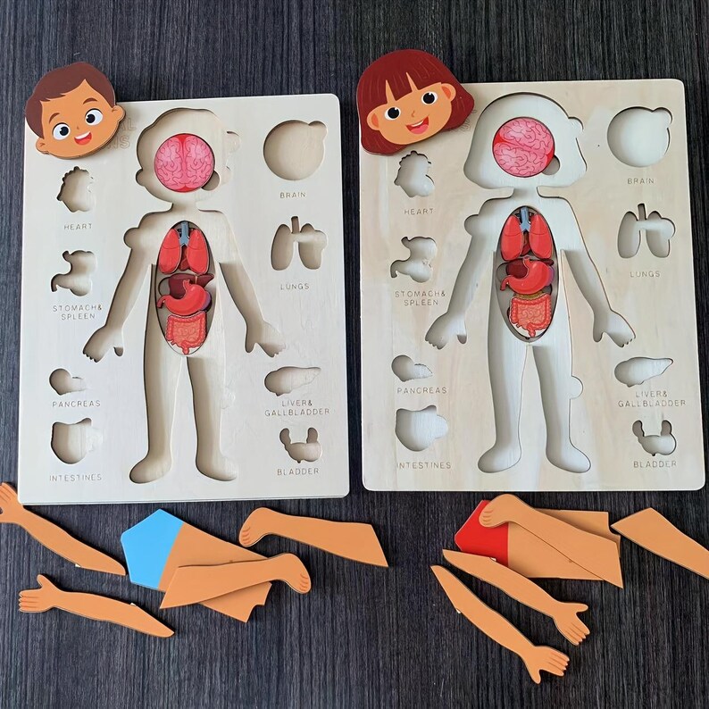 Montessori Human Body Puzzle – Educational Wooden Anatomy Toy for Kids ...