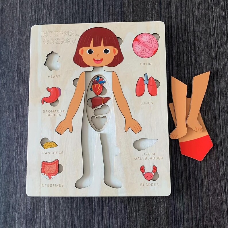 Montessori Human Body Puzzle – Educational Wooden Anatomy Toy for Kids ...