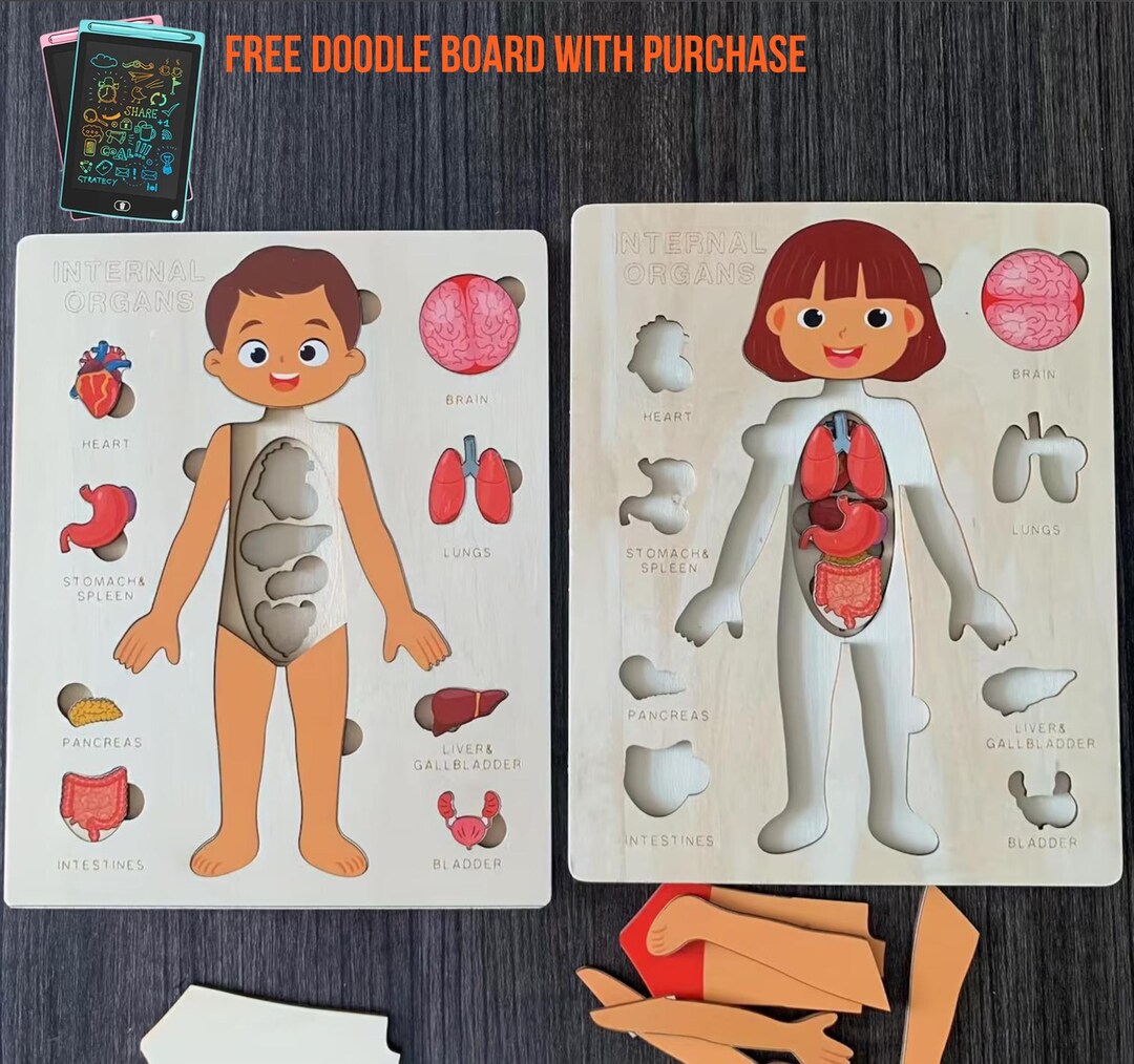 Montessori Human Body Puzzle – Educational Wooden Anatomy Toy for Kids ...
