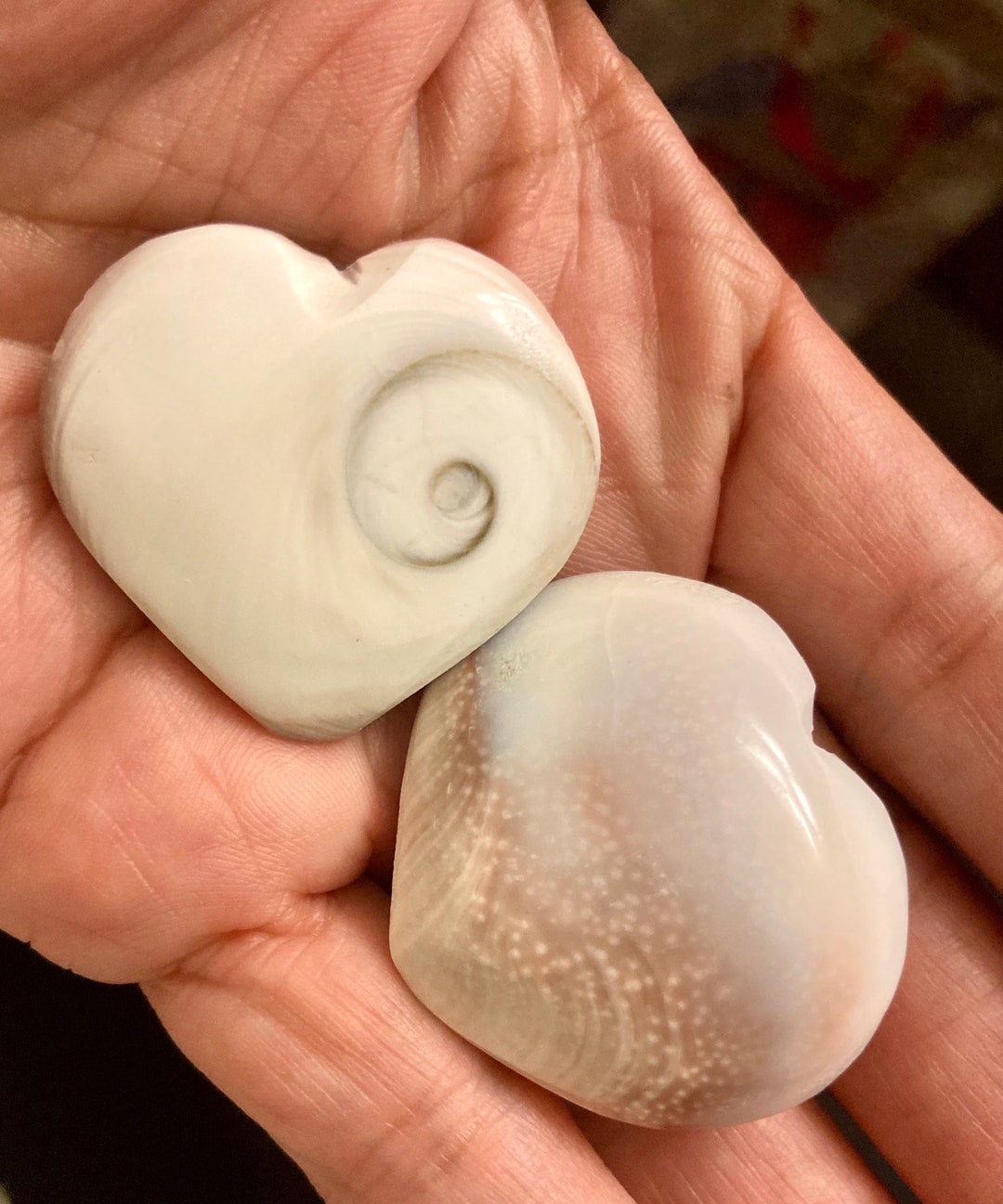 Shiva Shell Eye Crystal Gemstone Heart Polished Cats Eye Shell - Etsy