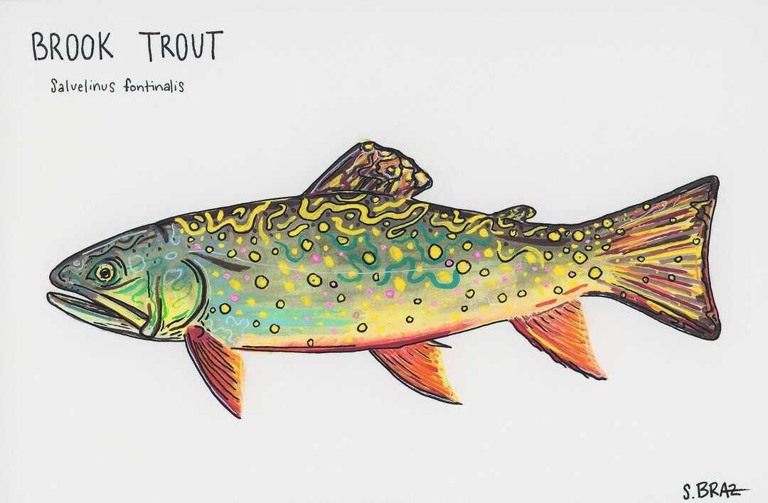Brook Trout Print - Watercolor and Ink - Etsy