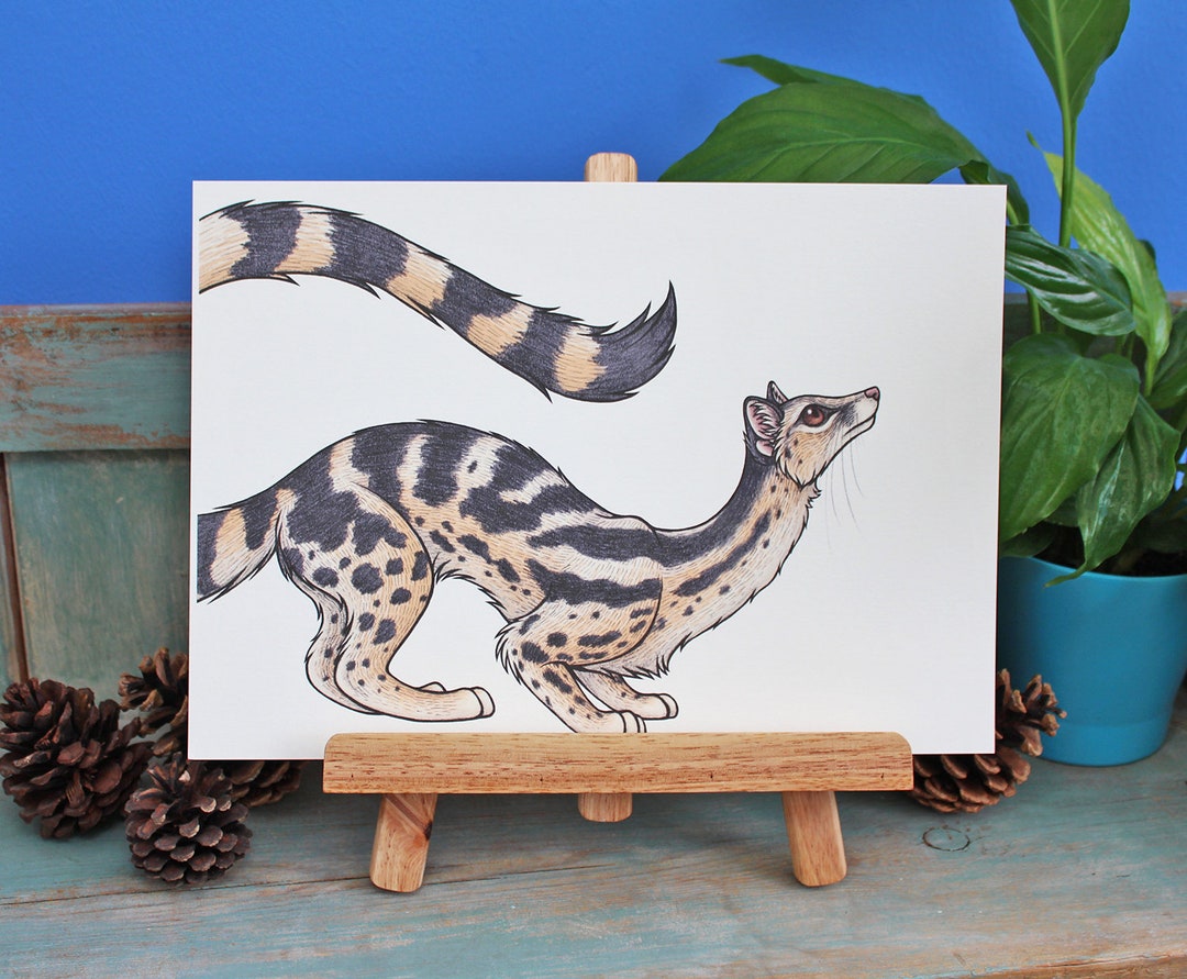 Banded Linsang Illustration A4 Print - Etsy