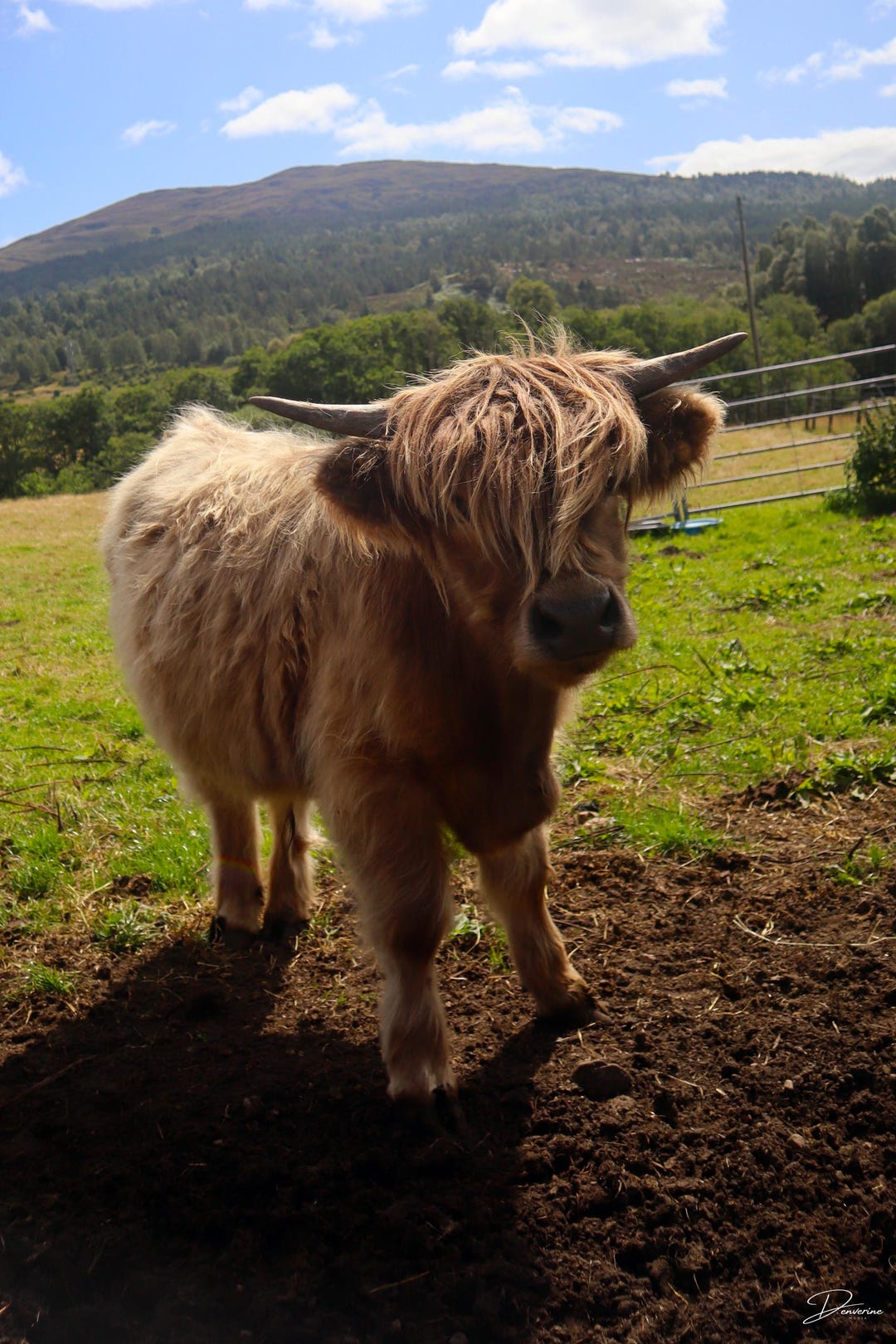 Scottish Highland Coo Digital Print Collection - 5 Digital Photos - Etsy