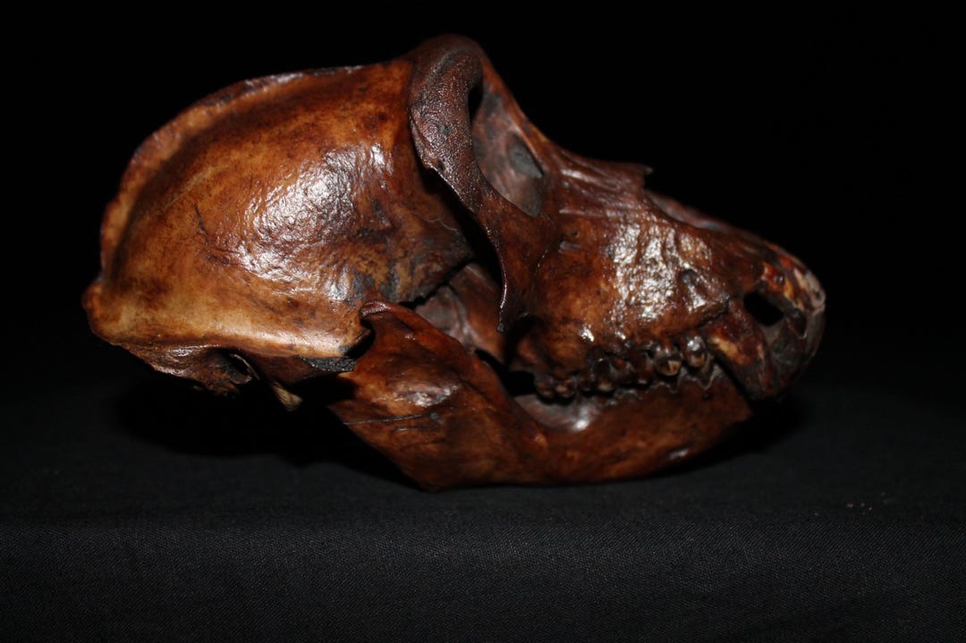 REAL Monkey Skull Macaca Fascicularis Tribal Trophy 1900's RARE #60 - Etsy